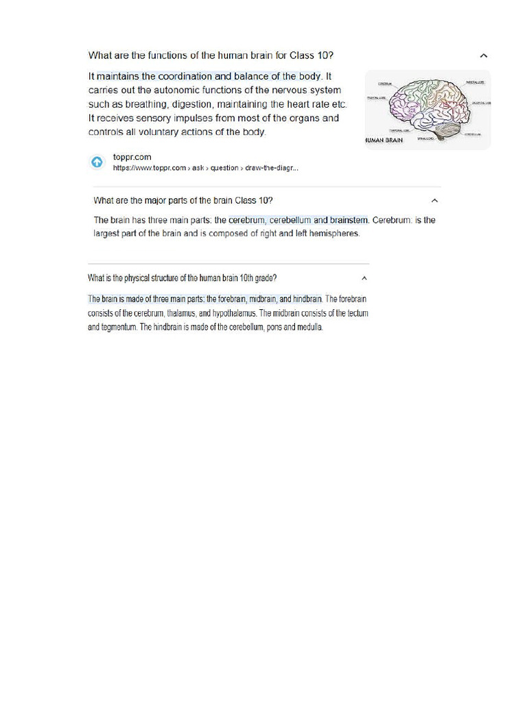 Human Brain BL | PDF