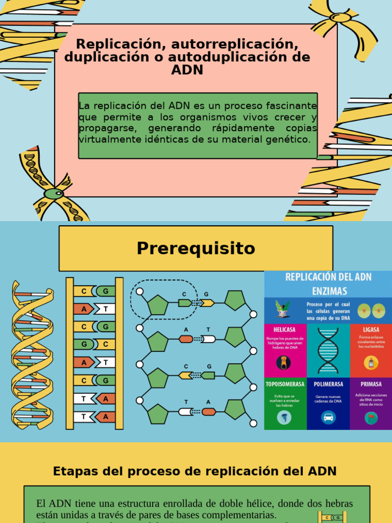 Duplicacion Del Adn | PDF | Replicación De Adn | Adn