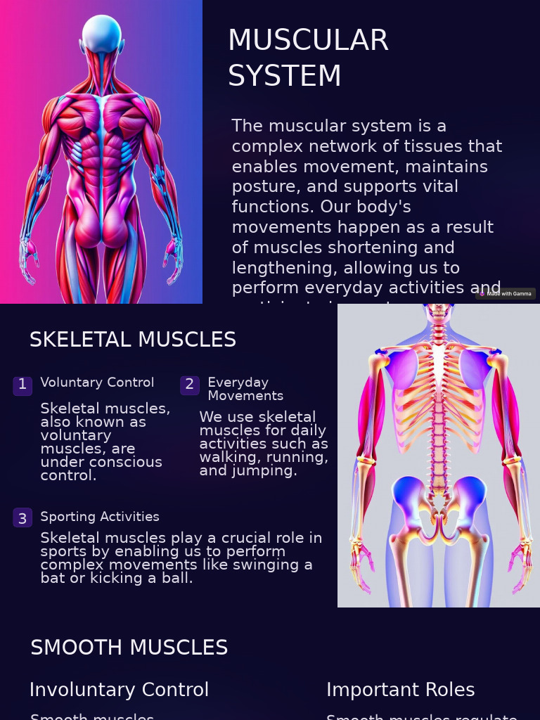 Muscular System Enhanced | PDF | Skeletal Muscle | Human Anatomy