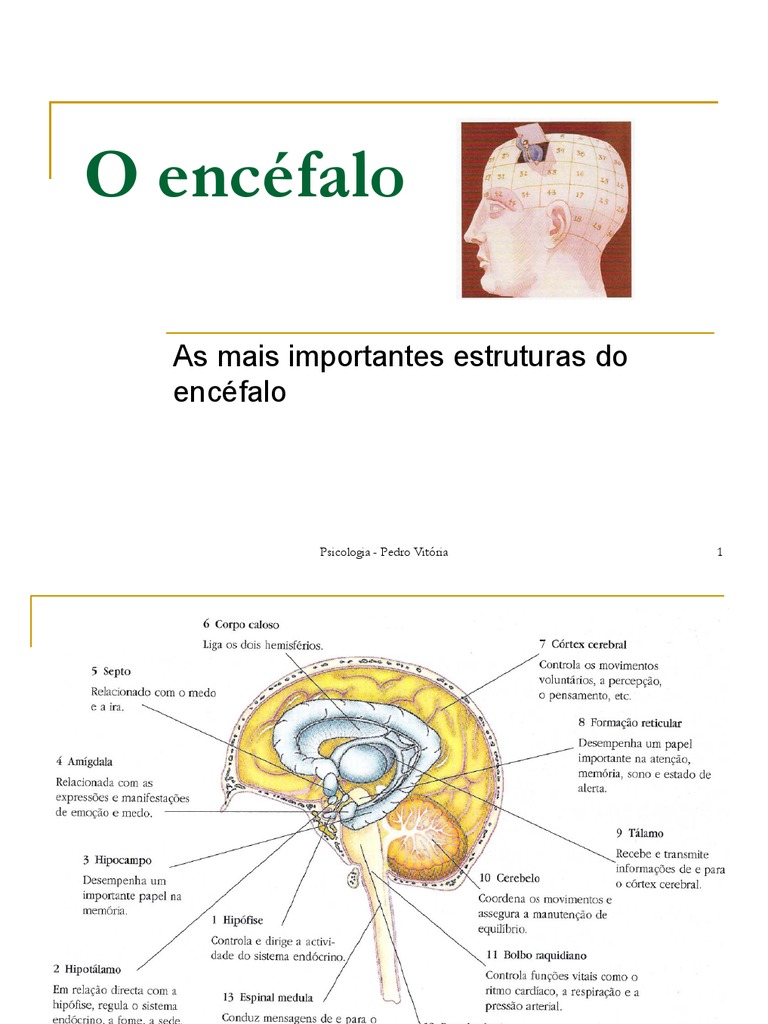 Encefalo | Cérebro Humano | Telencéfalo