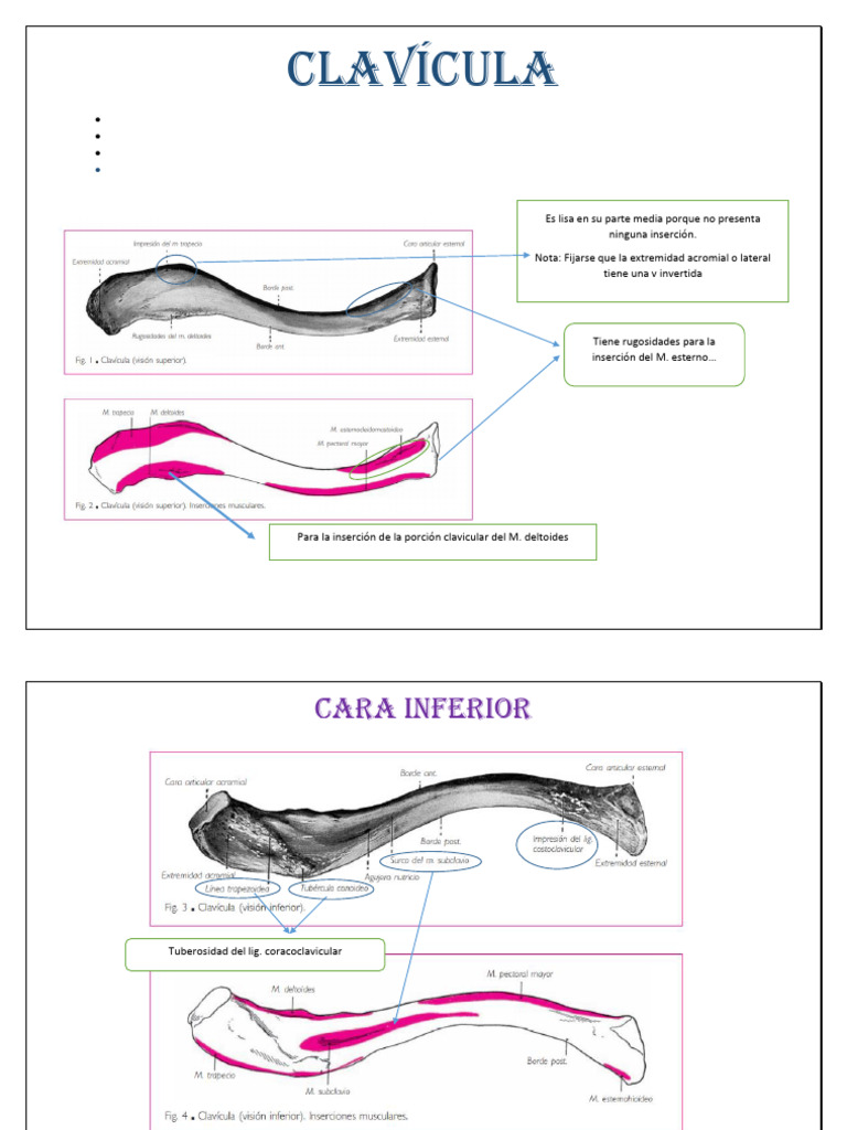 Clavícula | PDF | Extremidades (anatomía) | Anatomía humana