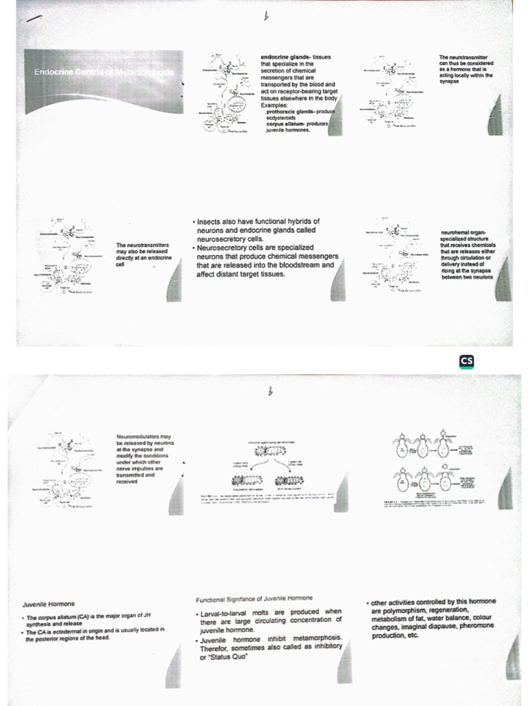 Endocrine Control of Metamorphosis | PDF