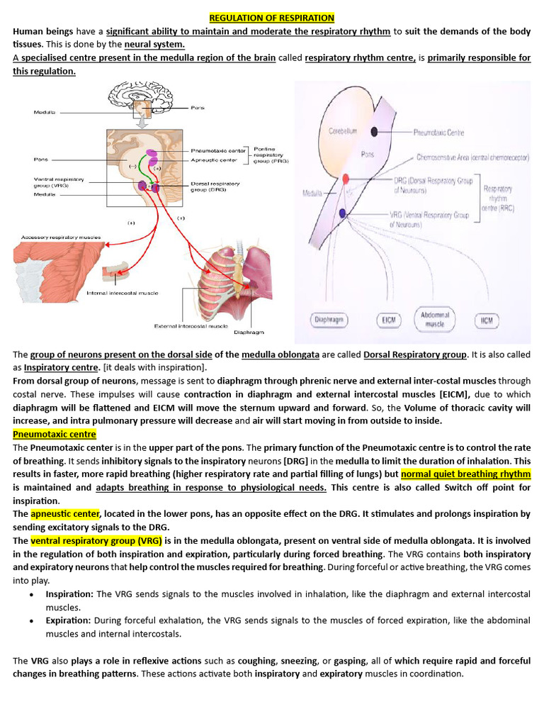 9. Regulation of Respiration | PDF | Physiology | Respiration