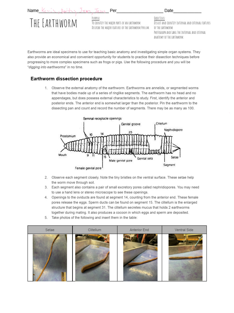 Earthworm Dissection Guide | PDF