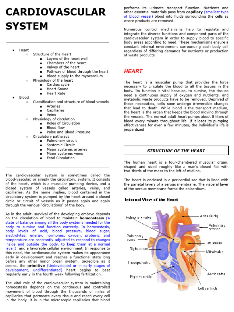 Cardiovascular System | PDF | Heart Valve | Heart