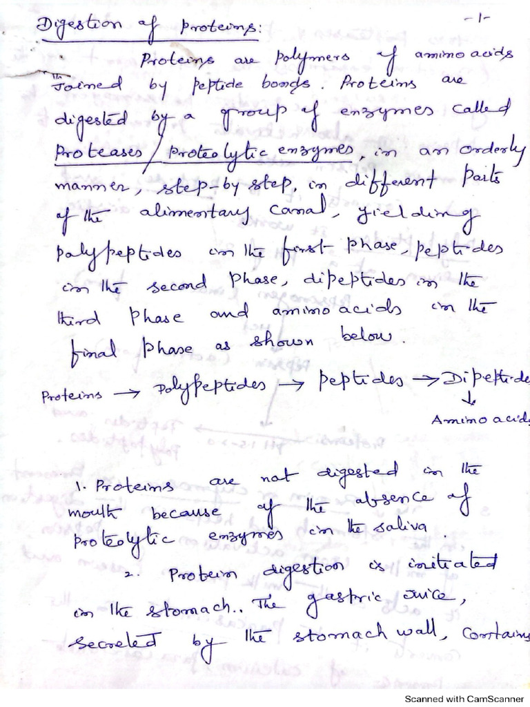 Protein Digestion | PDF