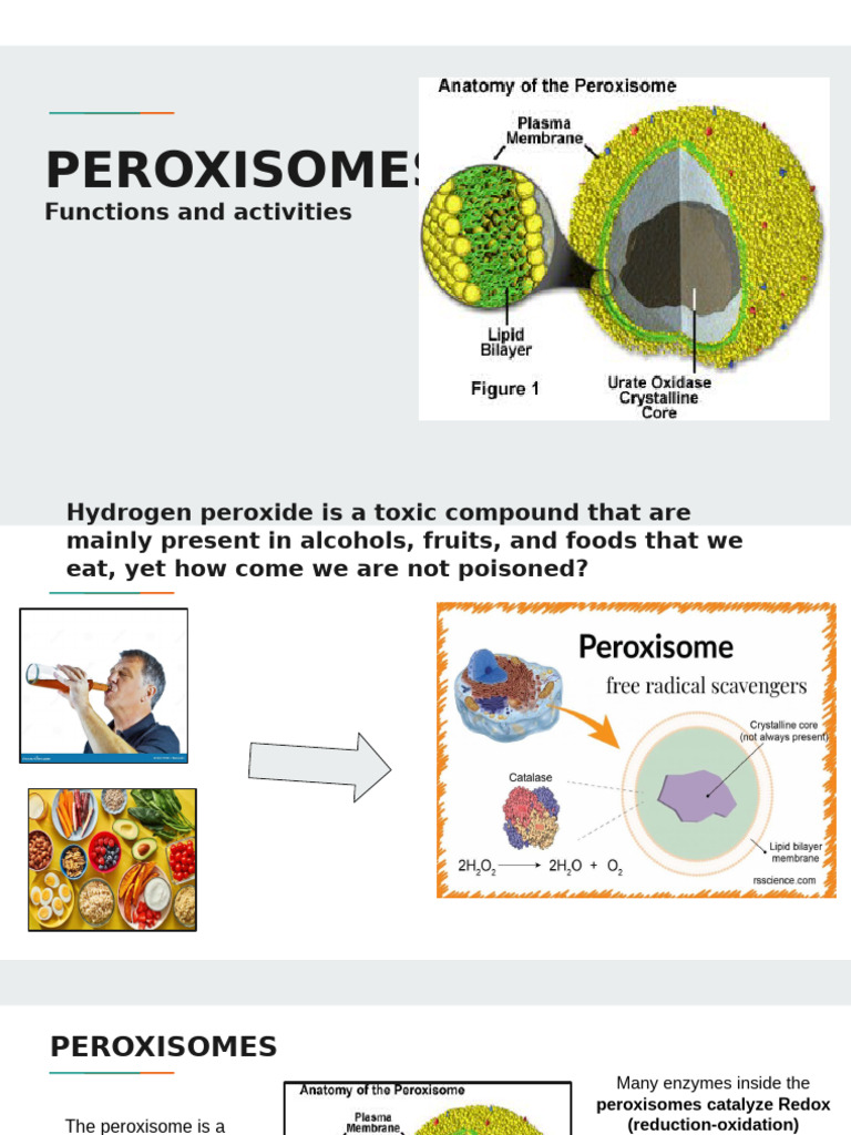 PEROXISOMES Functions and Activities | PDF | Reactive Oxygen Species | Hydrogen Peroxide