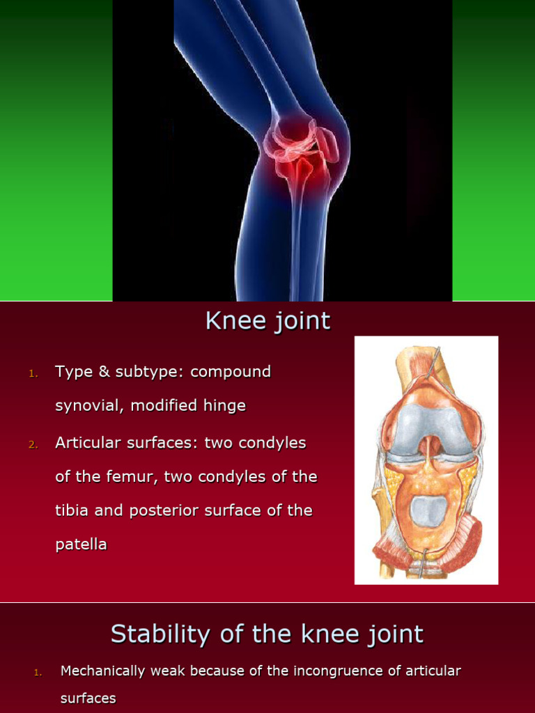 Knee Joint | PDF | Knee | Human Anatomy