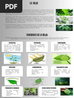 Tricomas - Qué Son, Función y Tipos | PDF | Plantas | Hoja