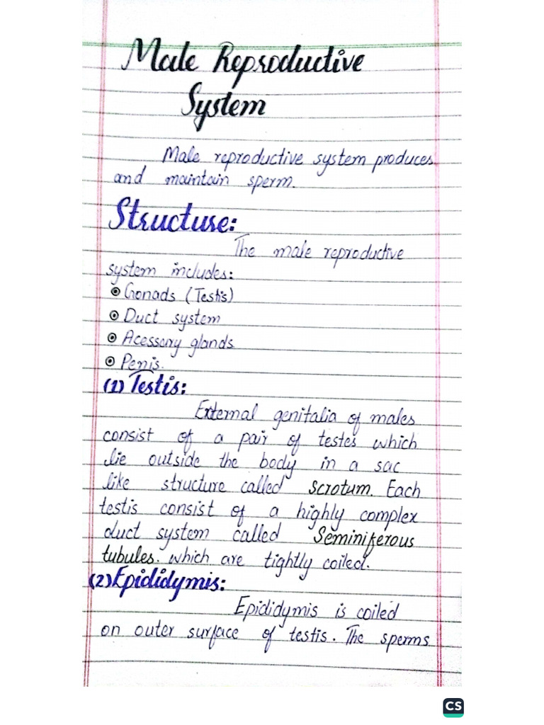 Human Male Reproductive System Pdf