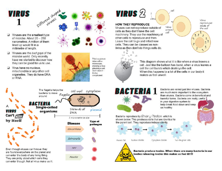 L2 Virus and Bacteria Information Sheet | PDF