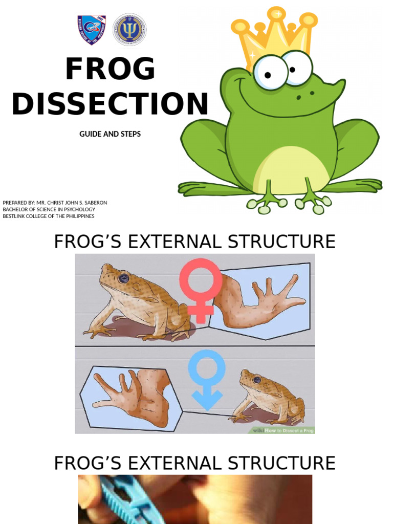 Frog Dissection | PDF