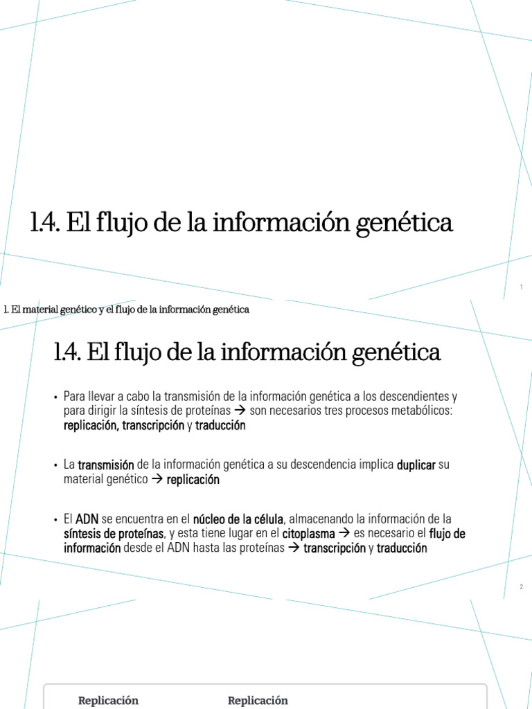 UD2 - 1.4.el Flujo de La Informaciã N Genã©tica | PDF | Replicación De Adn | Traducción (biología)