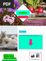 Tundra Food Chain Examples and Diagram | PDF | Foods | Ecology
