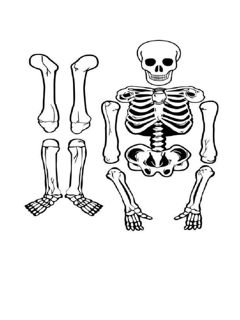 Esqueleto para Armar | PDF