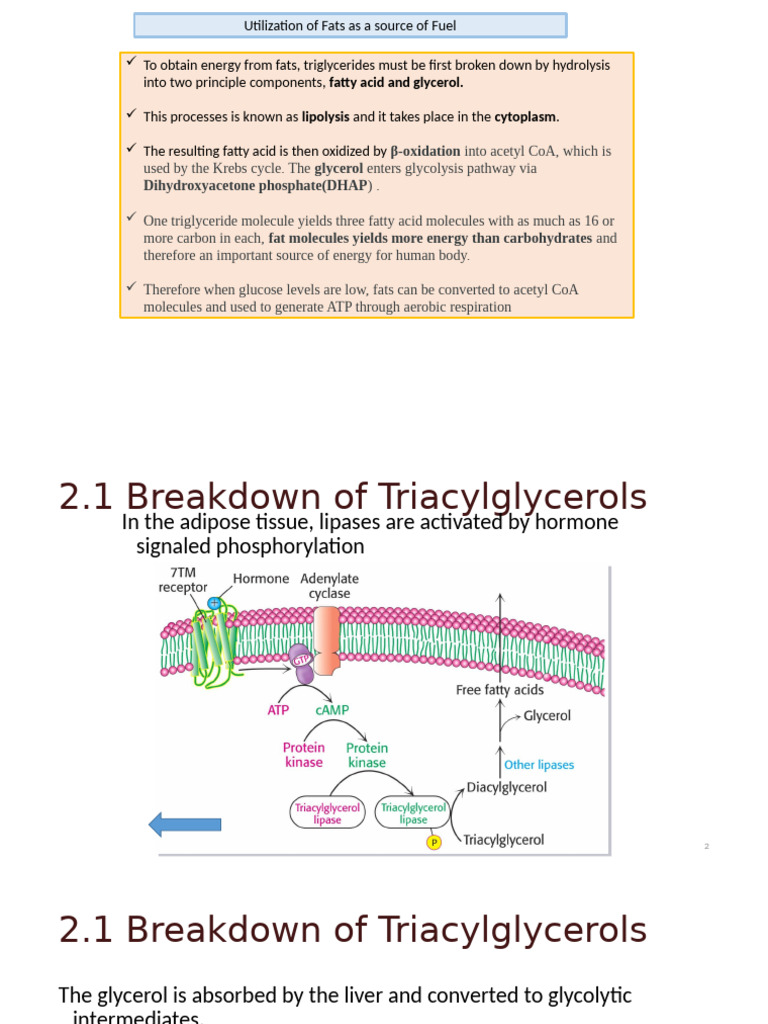 Lecture 2 Lipid Metabolism Pdf Glycolysis Fatty Acid