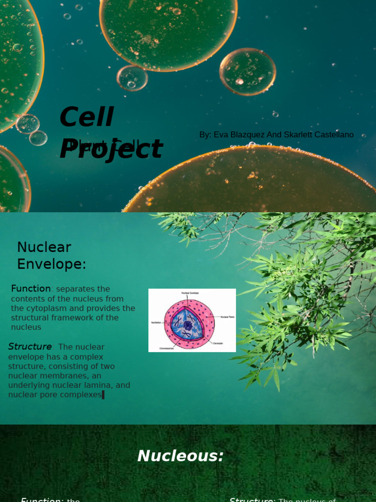 Cell Project (Plant Cell) | PDF | Cell (Biology) | Cell Nucleus