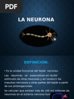Estructura y Función de la Neurona | PDF | Neurona | Axon