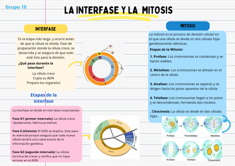 Grupo 10 - La interfase y la Mitosis | PDF