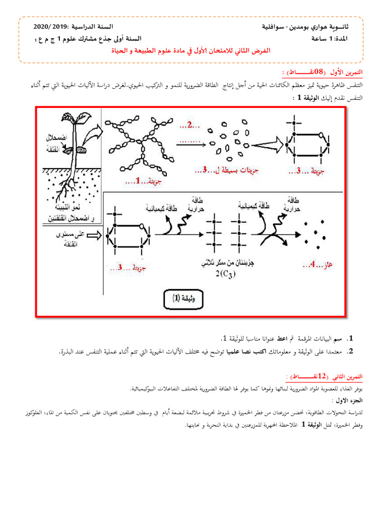Dzexams 1as Sciences 866676 | PDF
