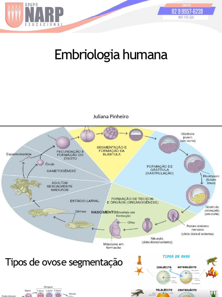 PV_Aula_11_Embriologia humana | PDF