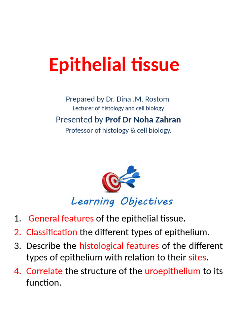 Epithelium Types | PDF | Epithelium | Anatomy