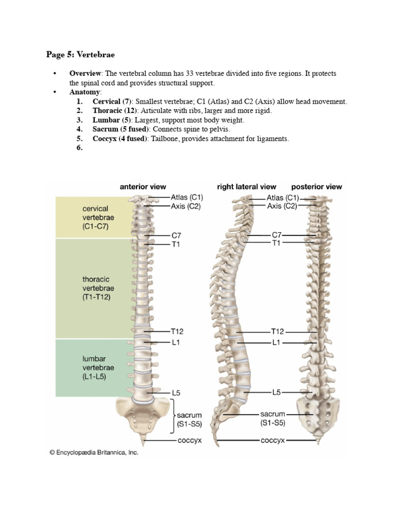 Vertebrae | PDF