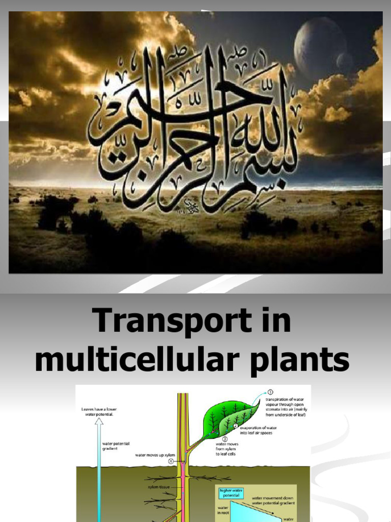 Plant Transport Systems Explained | PDF | Tissue (Biology) | Leaf