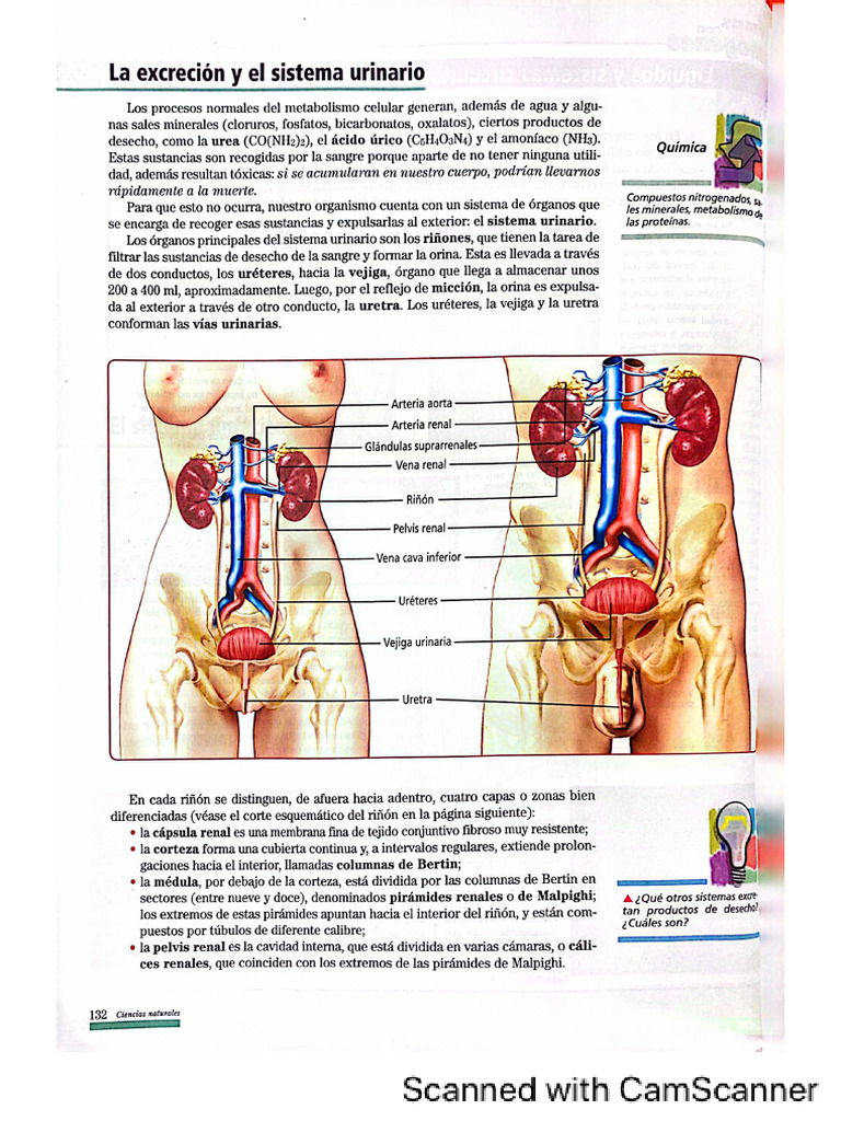 Sistema Urinario | PDF