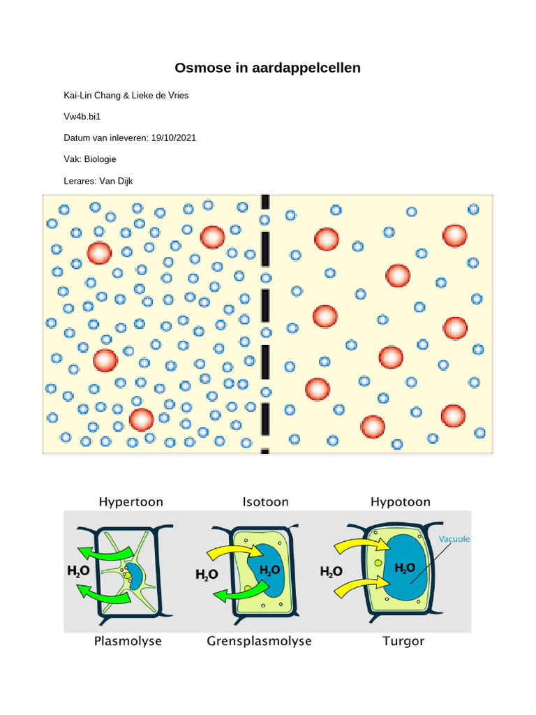 Onderzoek Aardappelen Osmose | PDF