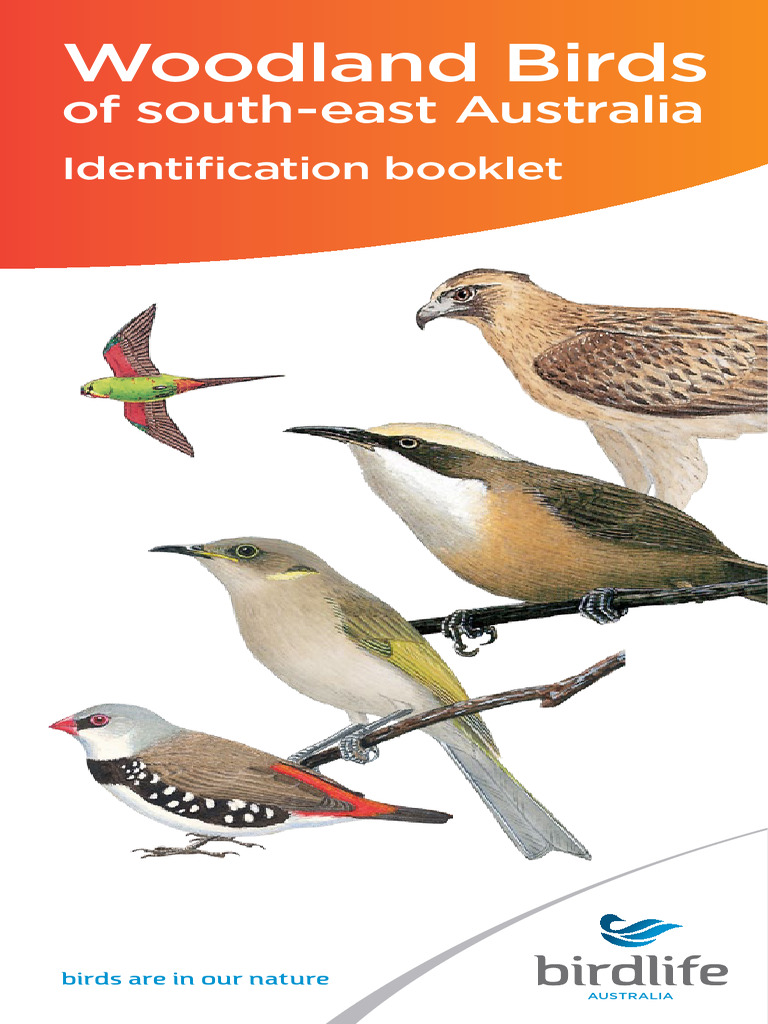 BL-Woodland Birds SE Identification Guide_v7_web | PDF | Birds | Ornithology