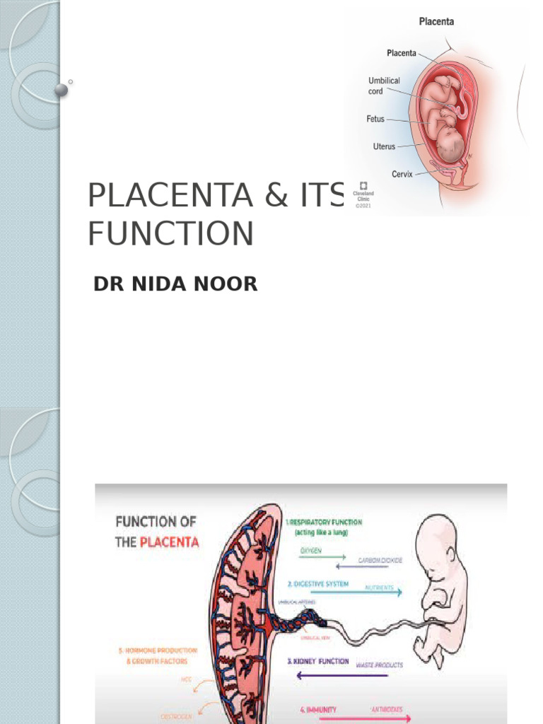 Placenta & Its Function | PDF | Placenta | Childbirth