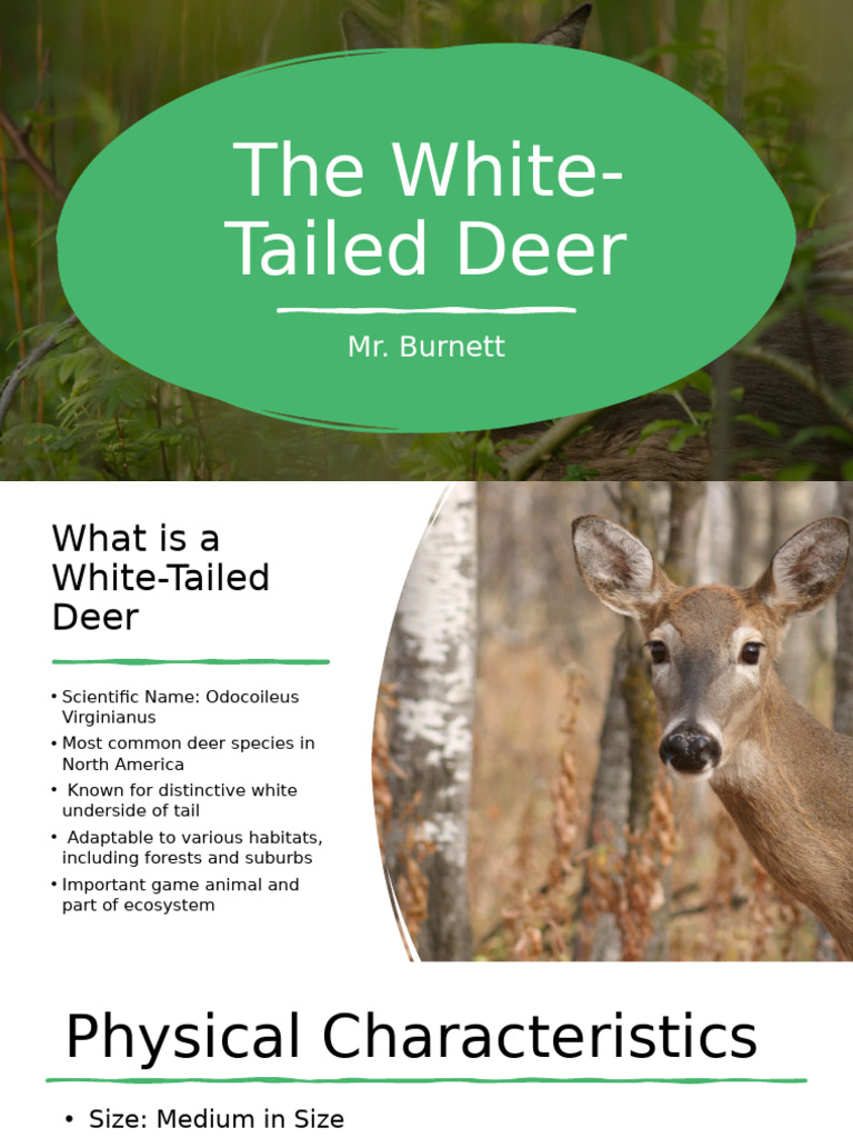 White-Tailed Deer | PDF