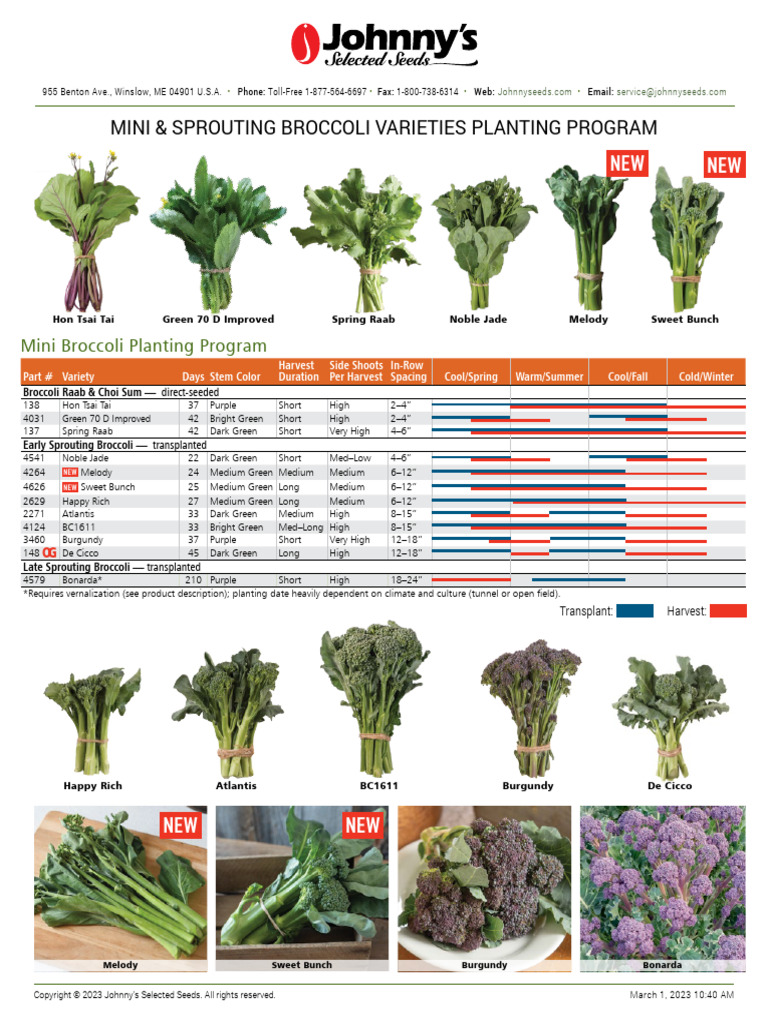 Broccoli Mini Sprouting Varieties Planting Program | PDF | Broccoli | Vegetables