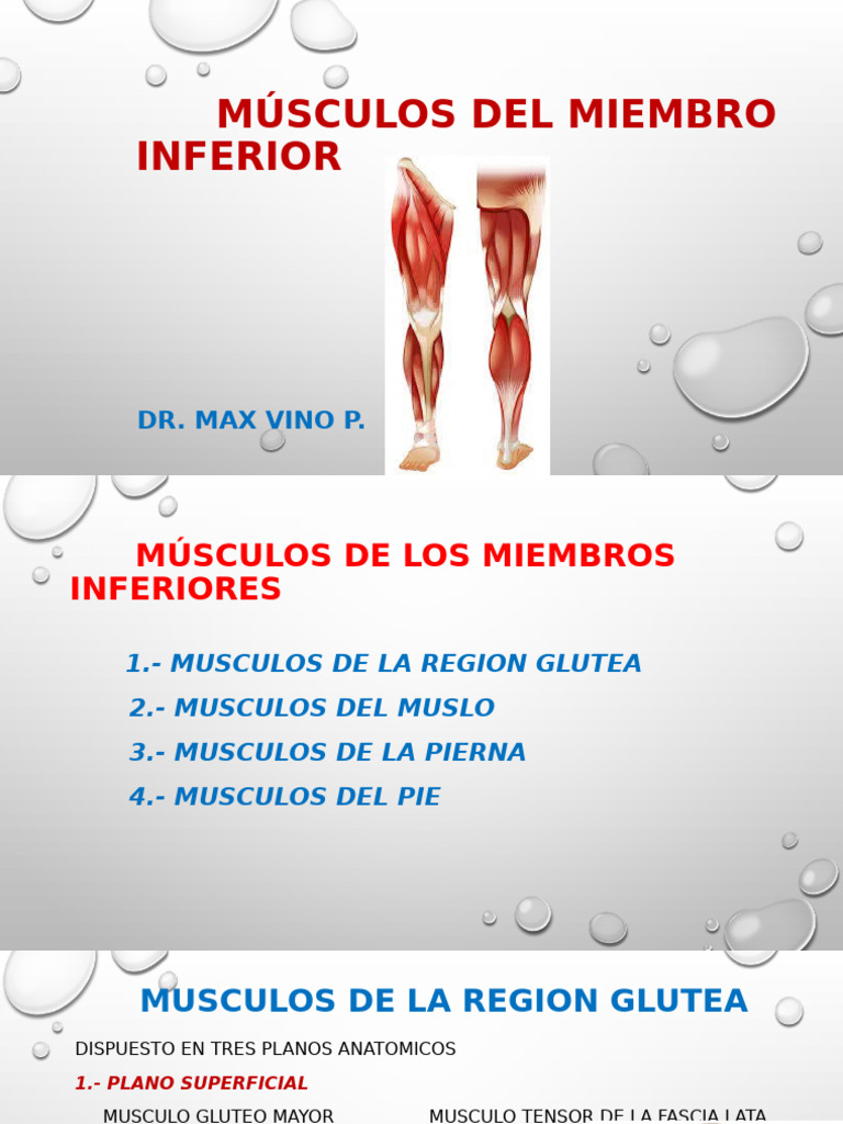 Guía de Músculos del Miembro Inferior | PDF