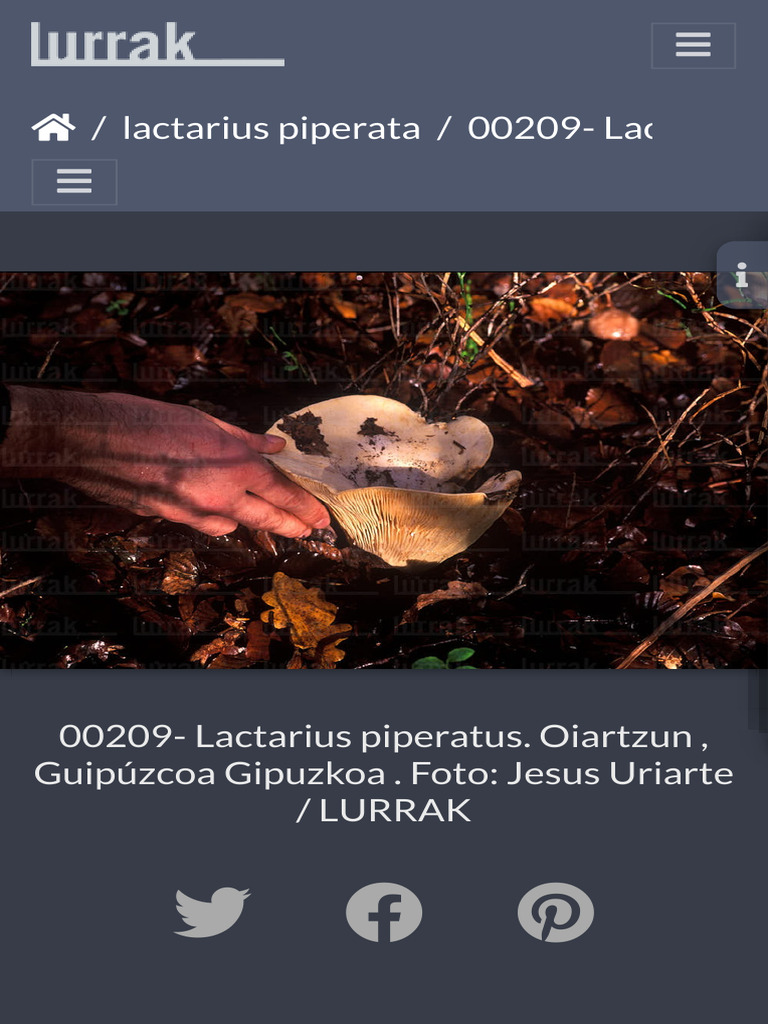 00209- Lactarius piperatus Lurrak. Fotografía de Euskadi | PDF