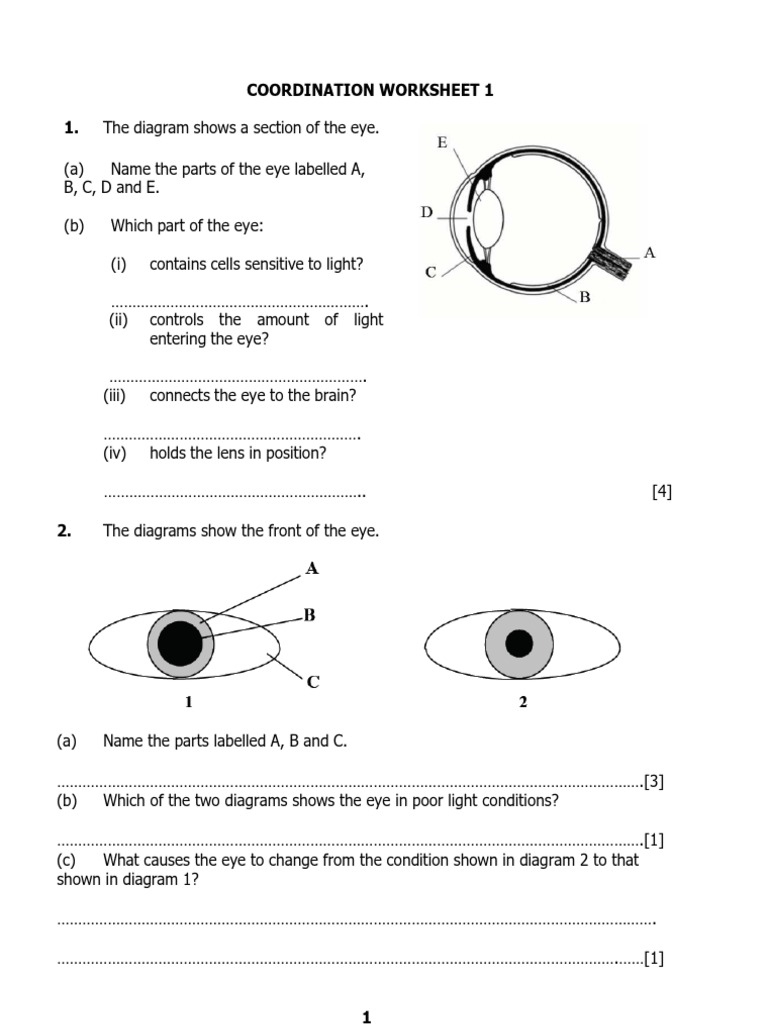 Coordination Worksheet 1 | PDF