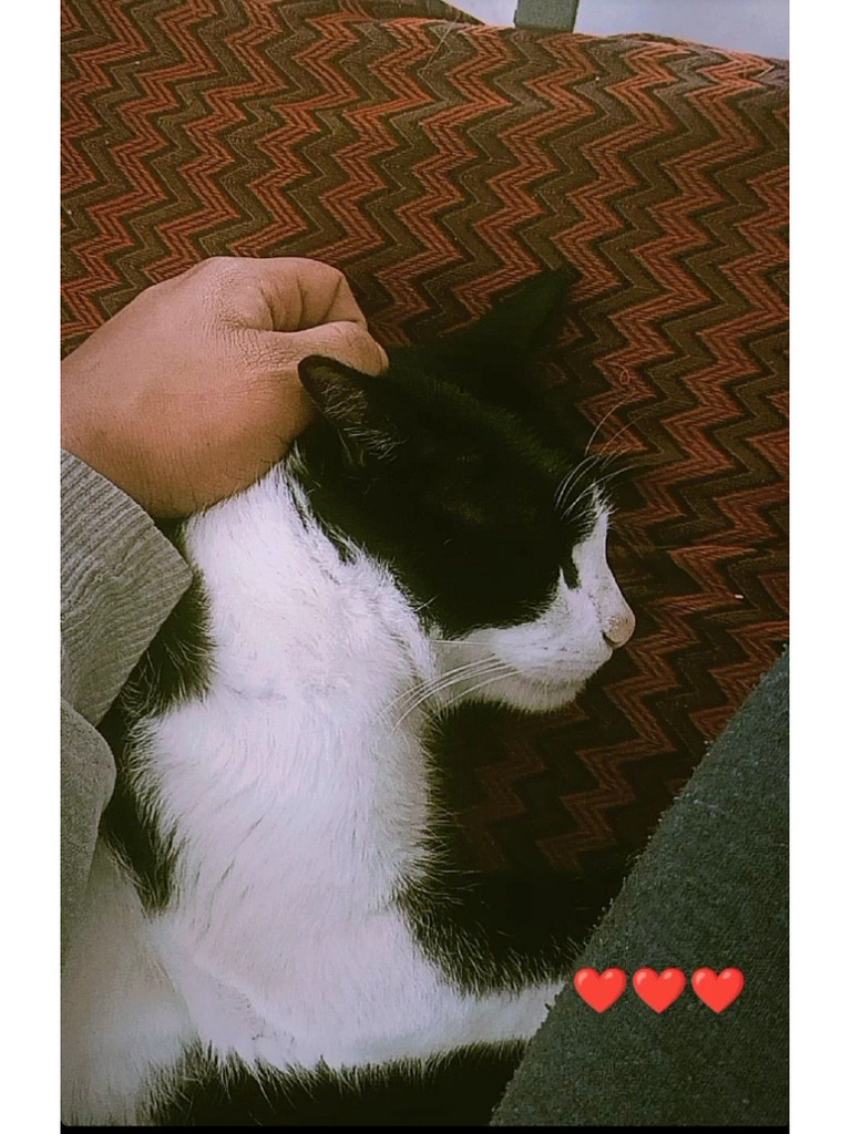 Dumm Dumm The Cat | PDF