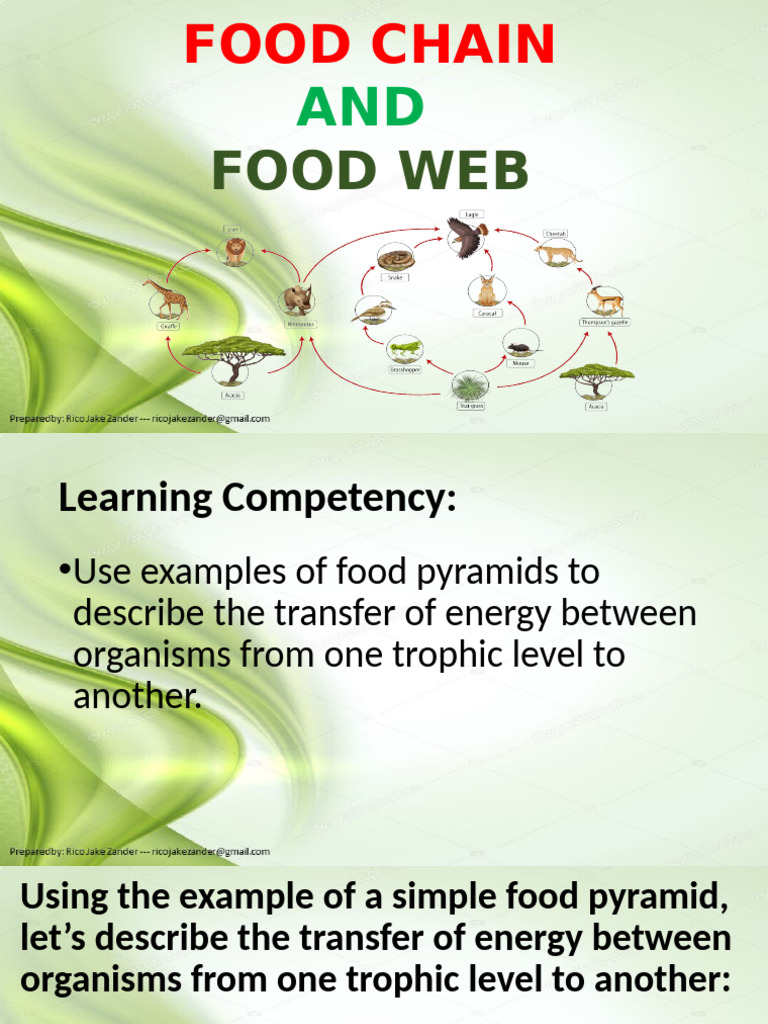 Energy Transfer in Food Chains and Webs | PDF | Food Web | Foods