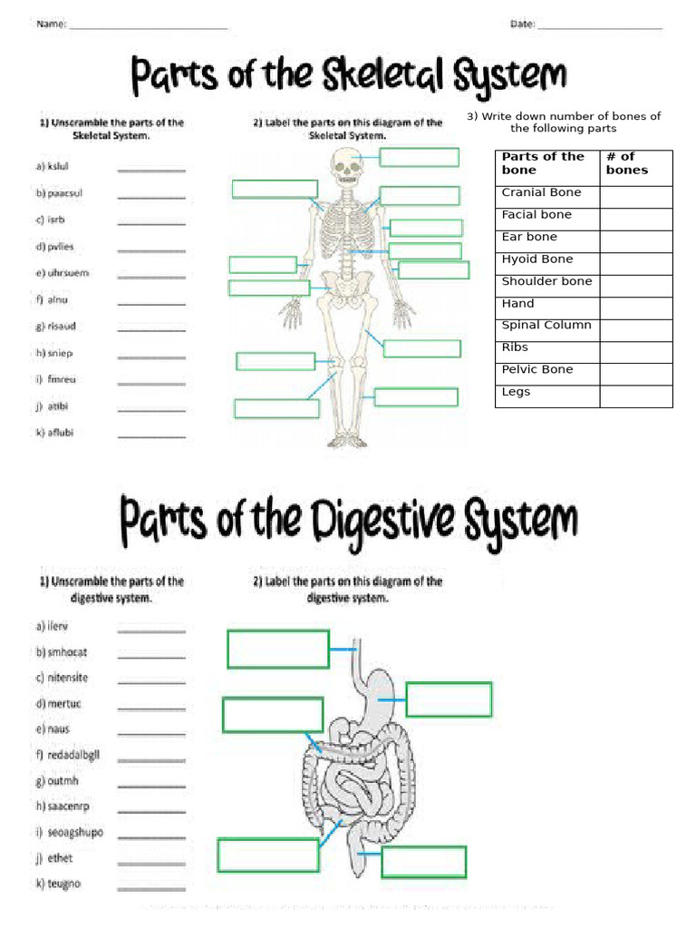 HUMAN BODY SYSTEMS WORKSHEETS | PDF