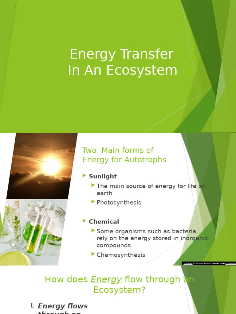 Energy Flow and Efficiency in Ecosystems | PDF | Food Web | Nature