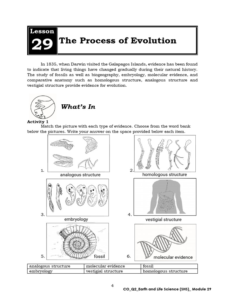 Kami Export - The Process of Evolution (1) | PDF | Phylogenetic Tree | Clade