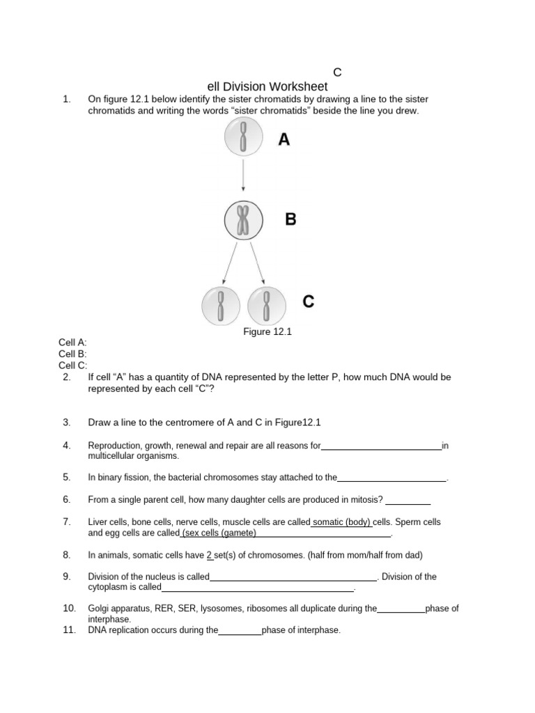 Cell Division Worksheet Guide | PDF | Mitosis | Cell (Biology)