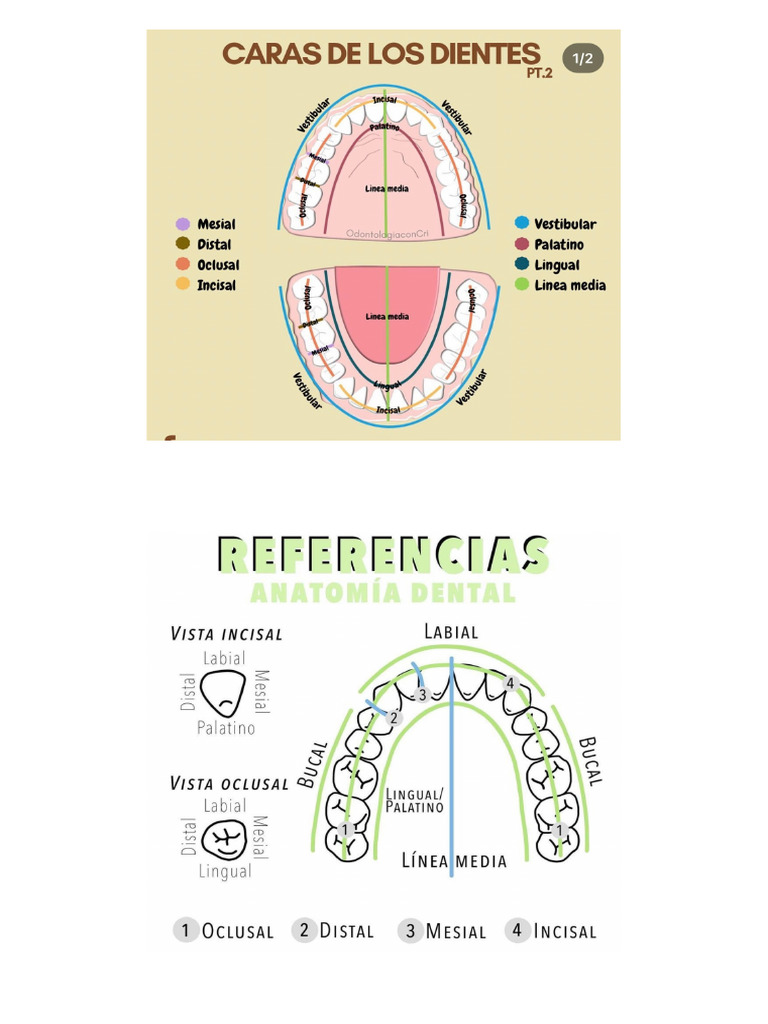 Caras dentales | PDF