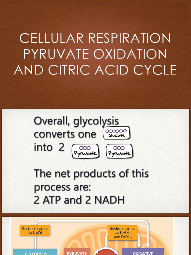 pyruvate-oxidation (1) | PDF