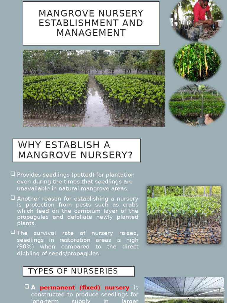 CEPA on Mangrove Nursery Establishment and Management | PDF | Plant ...