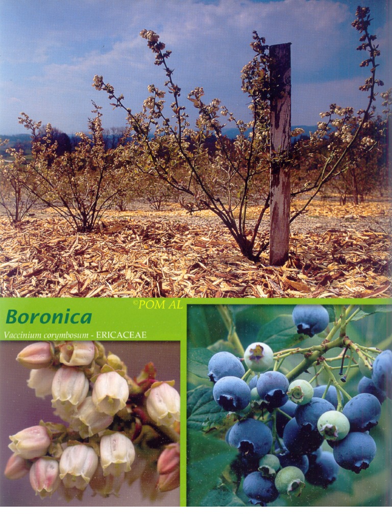 BORONICA | PDF