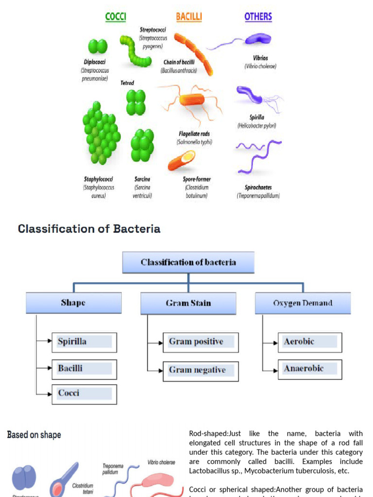 The Nature of Bacteria | PDF