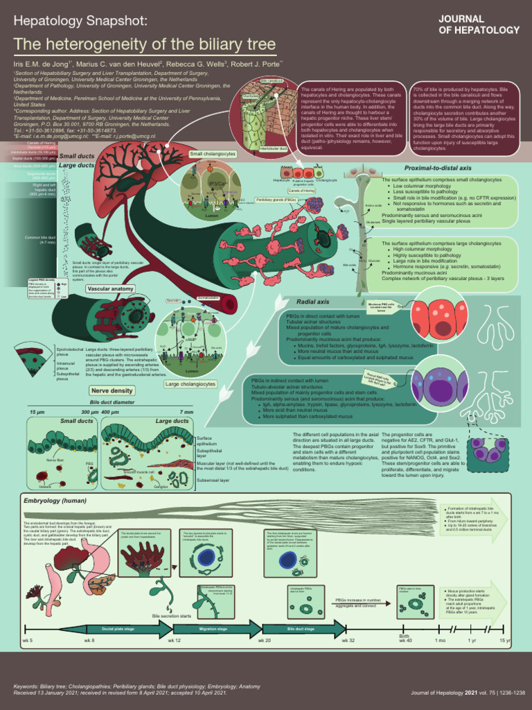 The heterogeneity of the biliary tree | PDF | Liver | Medical Specialties