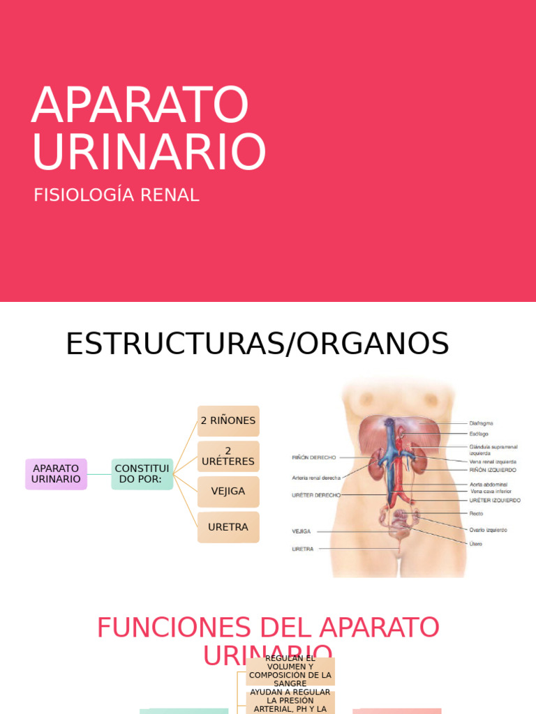 Fisiología y Anatomía del Sistema Urinario | PDF | Riñón | Sistema urinario